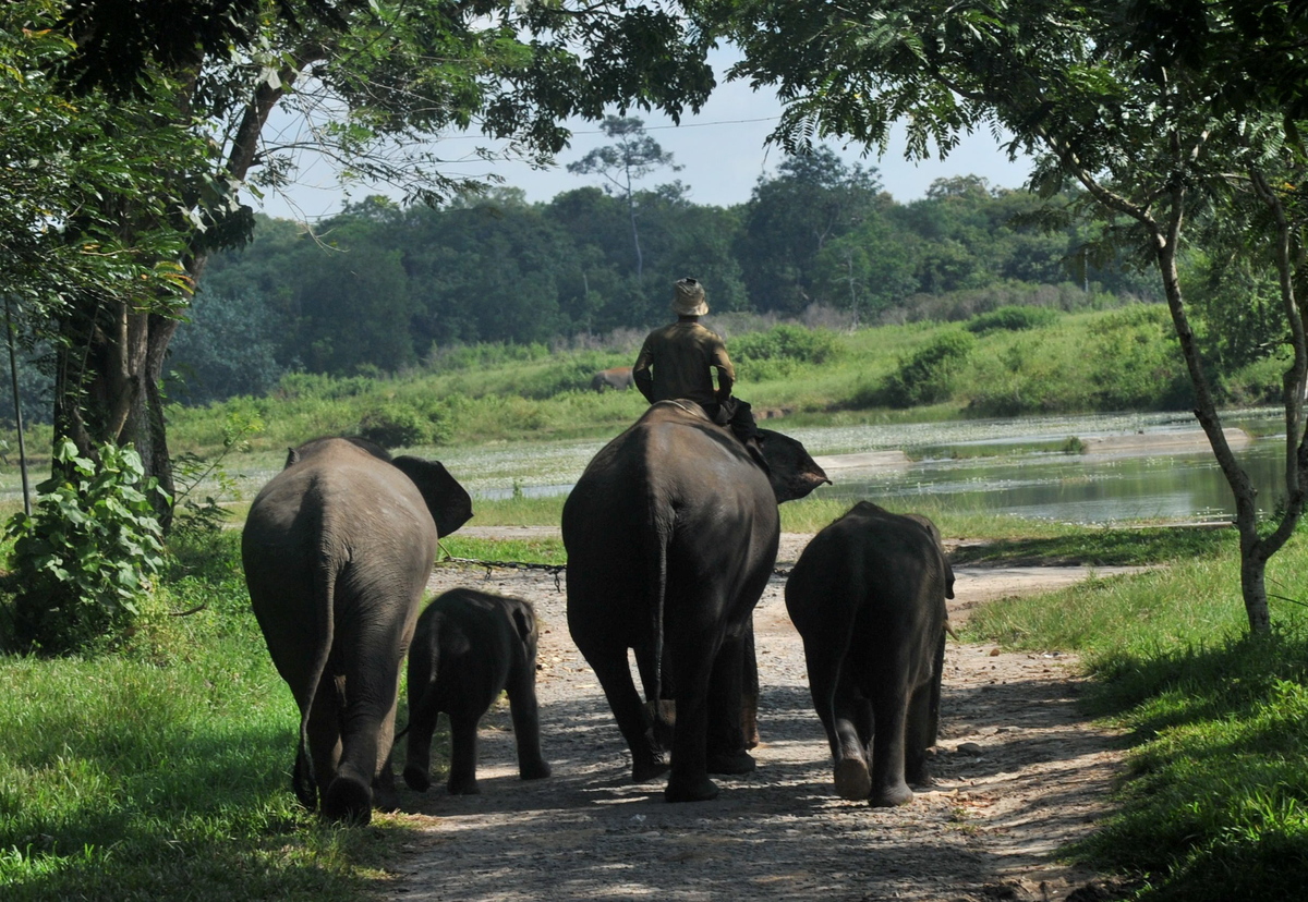 taman nasional way kambas | CakapCakap